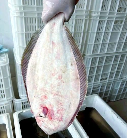 鸦片鱼是海鱼吗_鸦片鱼属于什么鱼-第1张图片-山城妙识