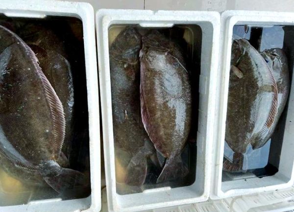 鸦片鱼是海鱼吗_鸦片鱼属于什么鱼-第3张图片-山城妙识