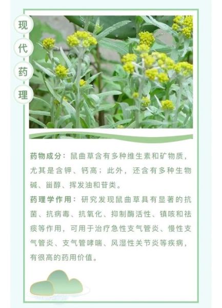 鼠曲草的功效与作用_鼠曲草怎么吃最好-第1张图片-山城妙识