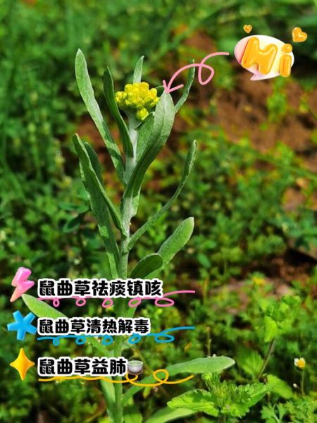 鼠曲草的功效与作用_鼠曲草怎么吃最好-第2张图片-山城妙识