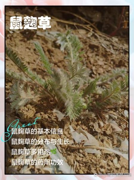 鼠曲草的功效与作用_鼠曲草怎么吃最好-第3张图片-山城妙识