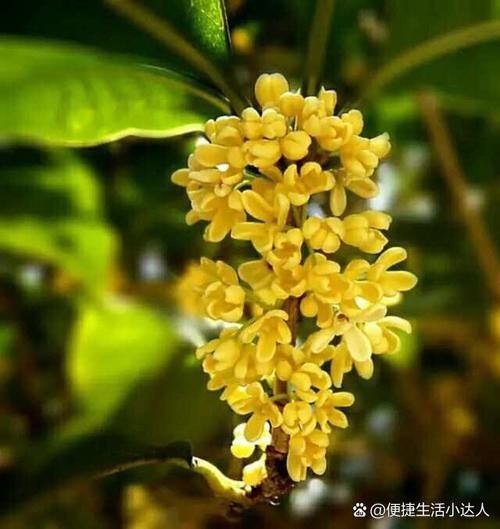 香叶树是桂花树吗_区别与联系-第1张图片-山城妙识 香叶树是桂花树吗_区别与联系-第1张图片-山城妙识