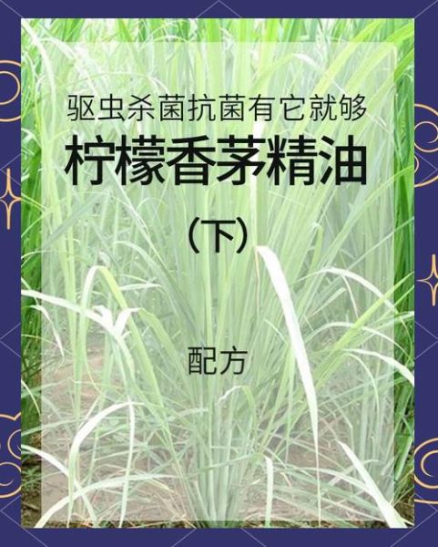 香茅驱蚊真的有用吗_香茅精油怎么使用-第1张图片-山城妙识