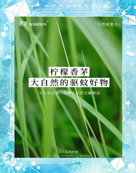 香茅驱蚊真的有用吗_香茅精油怎么使用-第3张图片-山城妙识