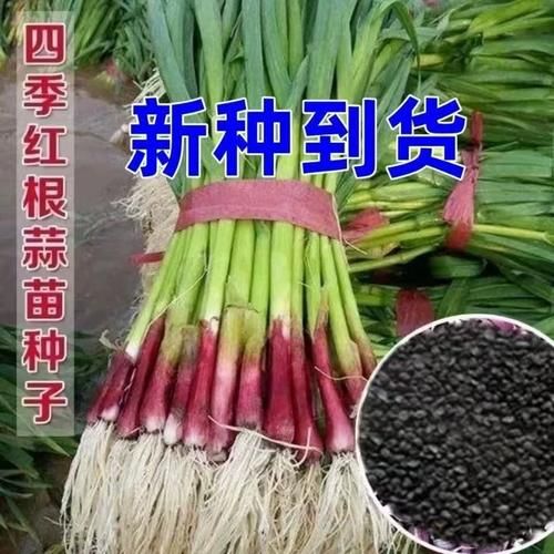 青蒜是什么菜_青蒜和大蒜的区别-第2张图片-山城妙识 青蒜是什么菜_青蒜和大蒜的区别-第2张图片-山城妙识