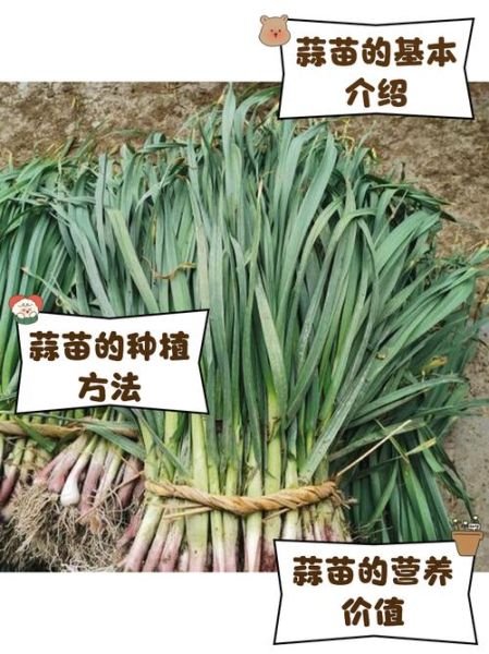 青蒜是什么菜_青蒜和大蒜的区别-第1张图片-山城妙识 青蒜是什么菜_青蒜和大蒜的区别-第1张图片-山城妙识