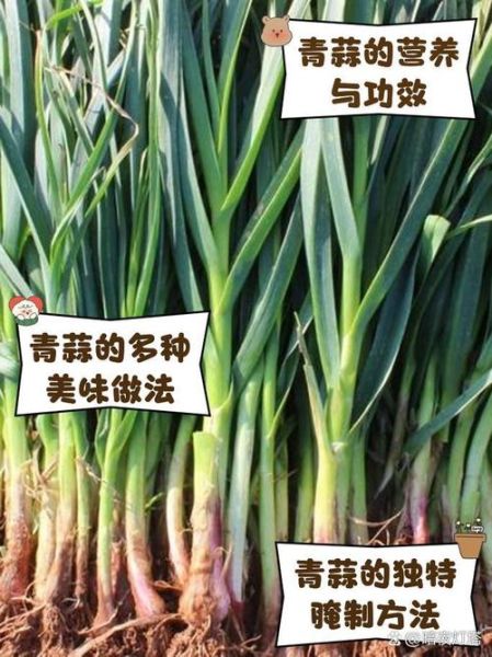 青蒜是什么菜_青蒜和大蒜的区别-第3张图片-山城妙识 青蒜是什么菜_青蒜和大蒜的区别-第3张图片-山城妙识