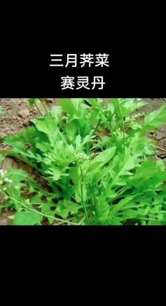 荠菜是什么菜_荠菜的别名有哪些-第2张图片-山城妙识