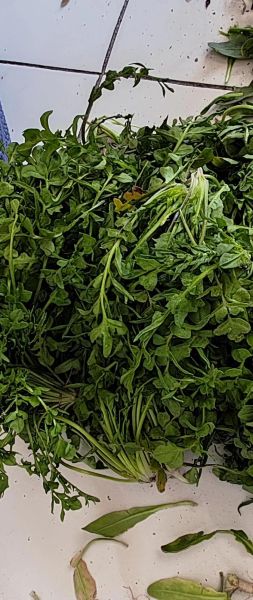 荠菜是什么菜_荠菜的别名有哪些-第3张图片-山城妙识