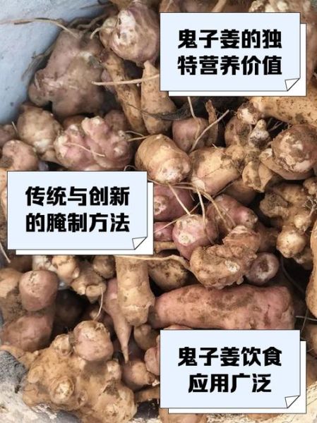 鬼子姜怎么吃_鬼子姜腌制方法-第2张图片-山城妙识 鬼子姜怎么吃_鬼子姜腌制方法-第2张图片-山城妙识