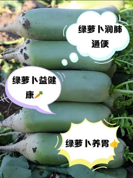 绿萝卜怎么保存时间长_绿萝卜和白萝卜区别-第2张图片-山城妙识 绿萝卜怎么保存时间长_绿萝卜和白萝卜区别-第2张图片-山城妙识