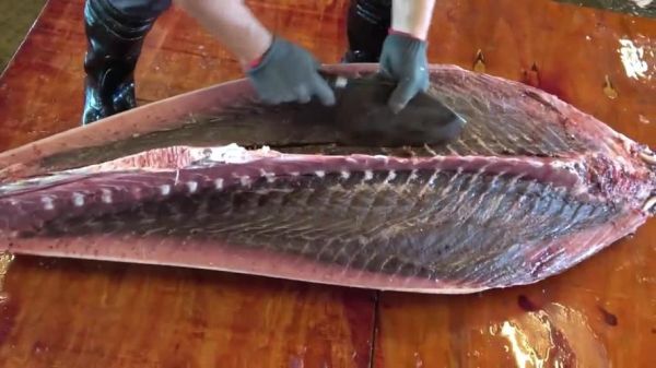 金枪鱼刺身刀工全过程_如何切出完美纹理-第3张图片-山城妙识