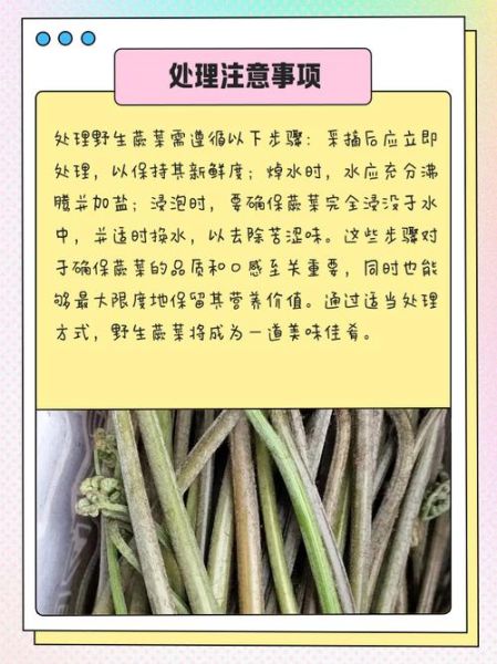 野生蕨菜怎么处理才能吃_焯水多久才安全-第1张图片-山城妙识 野生蕨菜怎么处理才能吃_焯水多久才安全-第1张图片-山城妙识