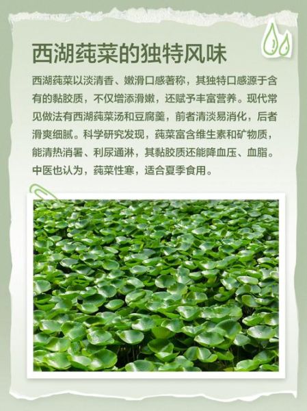 莼怎么读_莼菜发音详解-第2张图片-山城妙识