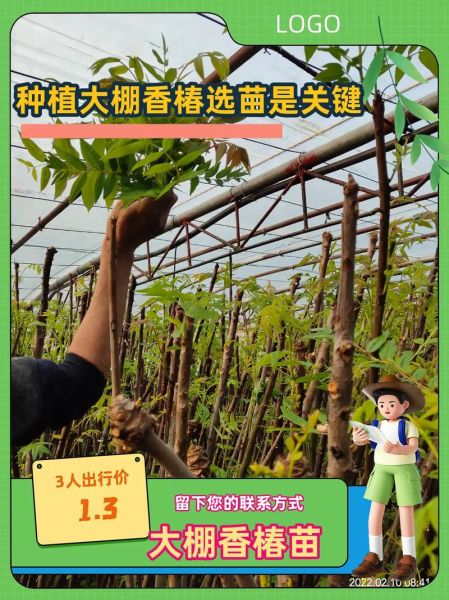 香椿苗多少钱一棵_香椿苗价格行情-第1张图片-山城妙识