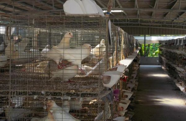 鸽子养殖大棚价格_多少钱一平米-第1张图片-山城妙识 鸽子养殖大棚价格_多少钱一平米-第1张图片-山城妙识