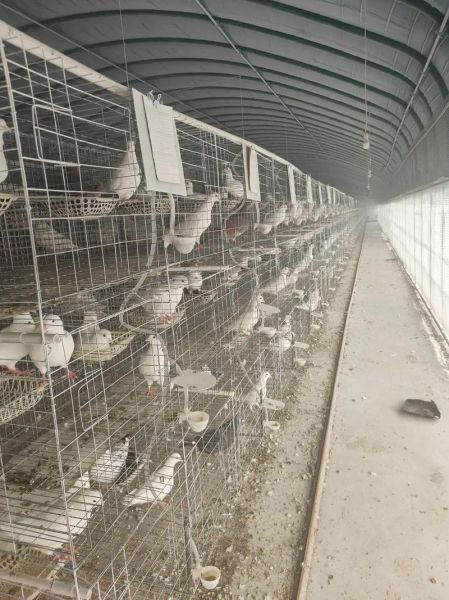 鸽子养殖大棚价格_多少钱一平米-第3张图片-山城妙识