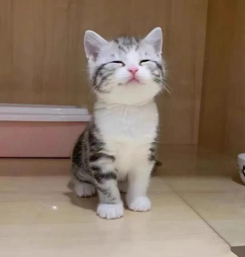 起司猫图片大全_起司猫为什么这么可爱-第2张图片-山城妙识