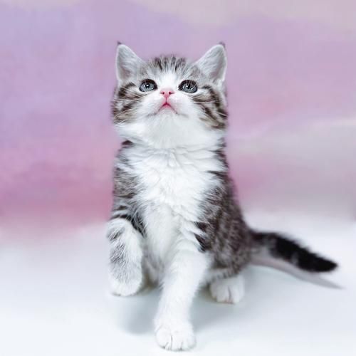 起司猫图片大全_起司猫为什么这么可爱-第1张图片-山城妙识