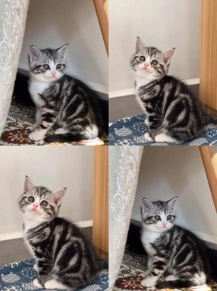 起司猫图片大全_起司猫为什么这么可爱-第3张图片-山城妙识