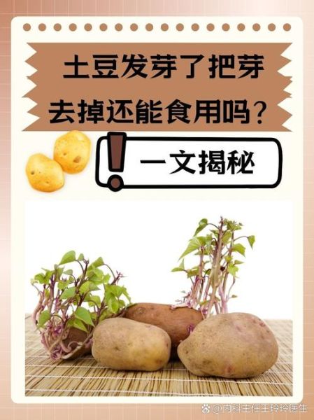 马铃薯发芽还能吃吗_如何安全处理发芽土豆-第1张图片-山城妙识