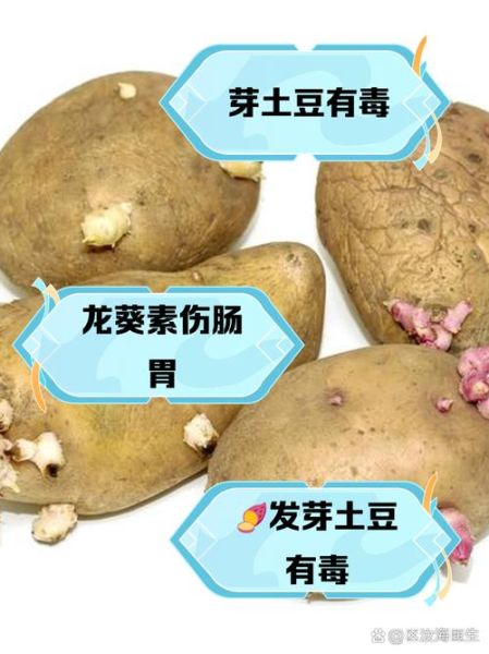 马铃薯发芽还能吃吗_如何安全处理发芽土豆-第2张图片-山城妙识