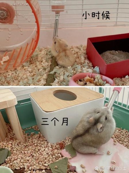 布丁仓鼠能吃什么水果_布丁仓鼠喜欢吃什么蔬菜-第2张图片-山城妙识