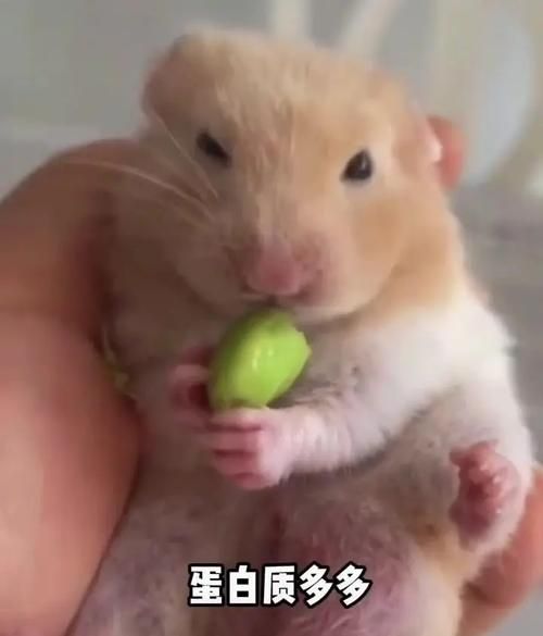 布丁仓鼠能吃什么水果_布丁仓鼠喜欢吃什么蔬菜-第1张图片-山城妙识