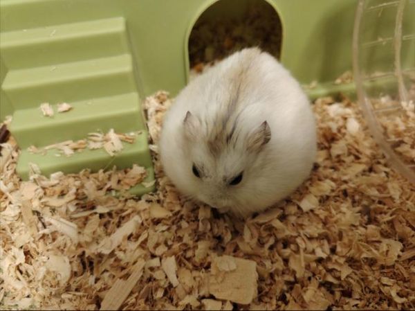 布丁仓鼠能吃什么水果_布丁仓鼠喜欢吃什么蔬菜-第3张图片-山城妙识