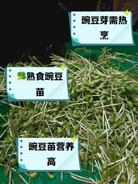 麻豌豆芽苗菜有毒吗_如何安全食用-第1张图片-山城妙识