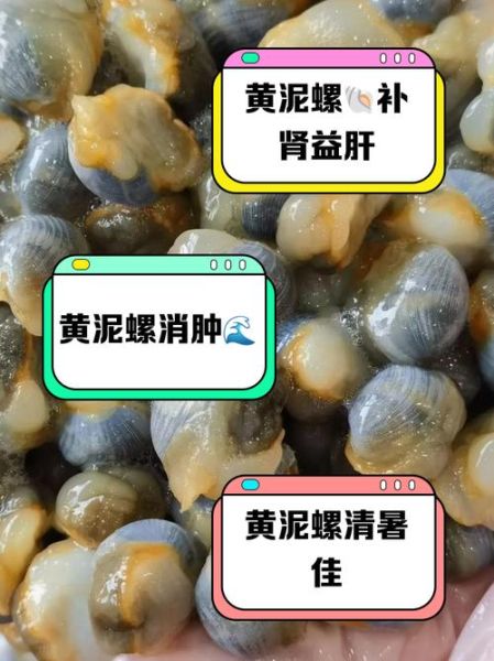 黄泥螺的营养价值_黄泥螺怎么吃最补-第1张图片-山城妙识