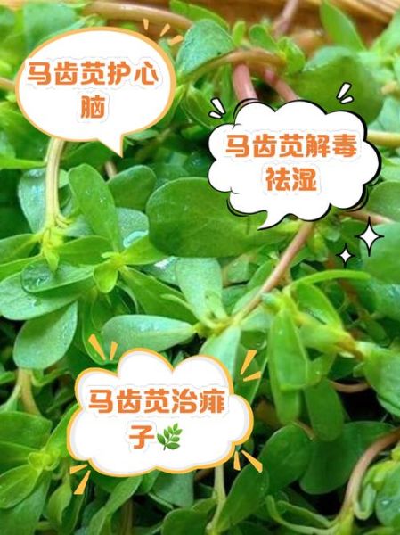 马齿菜伤肾是真的吗_马齿菜怎么吃才安全-第1张图片-山城妙识