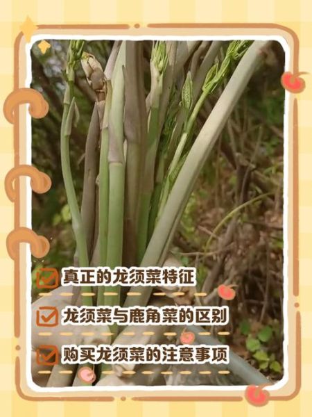 龙须菜真假怎么分辨_龙须菜真假辨别方法-第1张图片-山城妙识