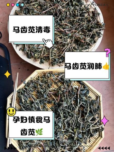 马齿菜伤肾是真的吗_马齿菜怎么吃才安全-第2张图片-山城妙识