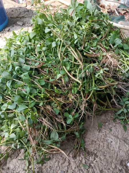 马齿菜伤肾是真的吗_马齿菜怎么吃才安全-第3张图片-山城妙识