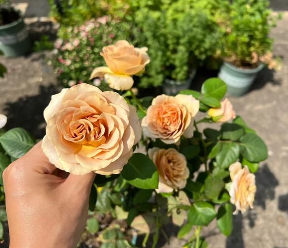 拿铁咖啡月季怎么养_拿铁咖啡月季是藤本还是灌木-第1张图片-山城妙识 拿铁咖啡月季怎么养_拿铁咖啡月季是藤本还是灌木-第1张图片-山城妙识