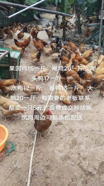 阉鸡怎么做才好吃_阉鸡和普通鸡的区别-第1张图片-山城妙识 阉鸡怎么做才好吃_阉鸡和普通鸡的区别-第1张图片-山城妙识