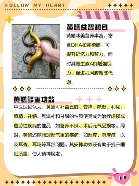 黄鳝壮阳功效大吗_黄鳝怎么吃最补肾-第1张图片-山城妙识