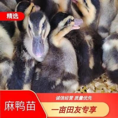 鸭苗价格多少钱一只_鸭苗价格行情最新走势-第1张图片-山城妙识
