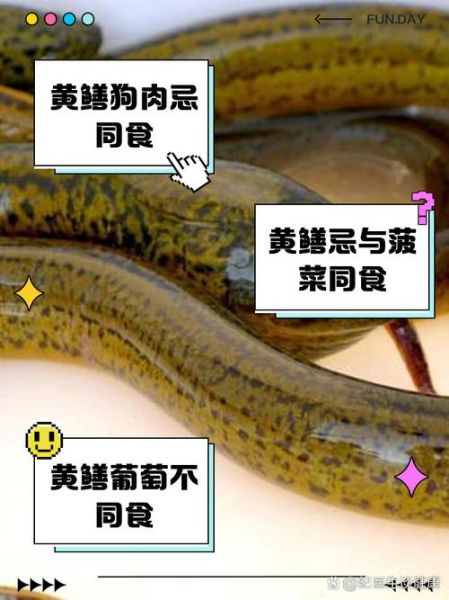 黄鳝壮阳功效大吗_黄鳝怎么吃最补肾-第3张图片-山城妙识