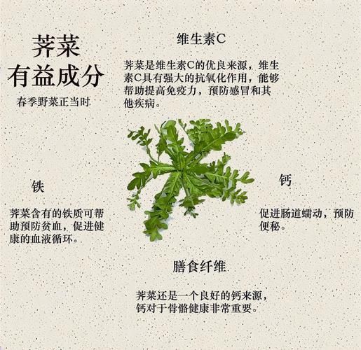 野荠菜的功效与作用_野荠菜怎么吃最营养-第1张图片-山城妙识 野荠菜的功效与作用_野荠菜怎么吃最营养-第1张图片-山城妙识