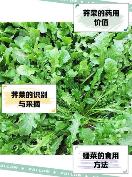 野荠菜的功效与作用_野荠菜怎么吃最营养-第2张图片-山城妙识 野荠菜的功效与作用_野荠菜怎么吃最营养-第2张图片-山城妙识