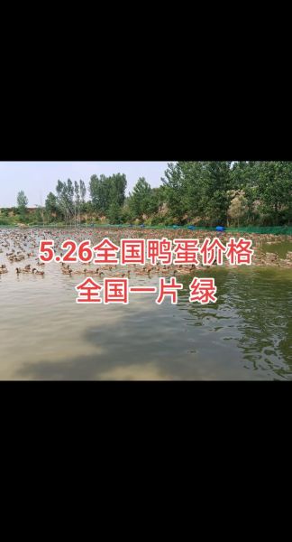 鸭蛋价格今日多少钱一斤_鸭蛋行情今日报价-第1张图片-山城妙识