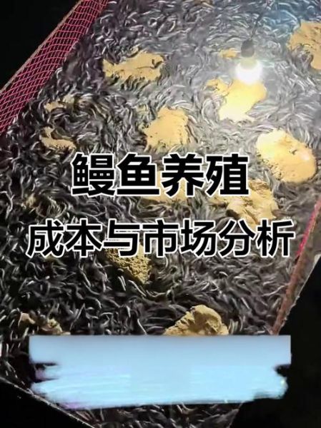 鳗鱼价格多少钱一斤_为什么波动这么大-第2张图片-山城妙识