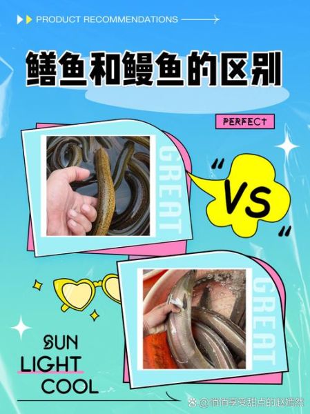 鳗鱼壮阳是真的吗_鳗鱼与性功能关系-第1张图片-山城妙识 鳗鱼壮阳是真的吗_鳗鱼与性功能关系-第1张图片-山城妙识