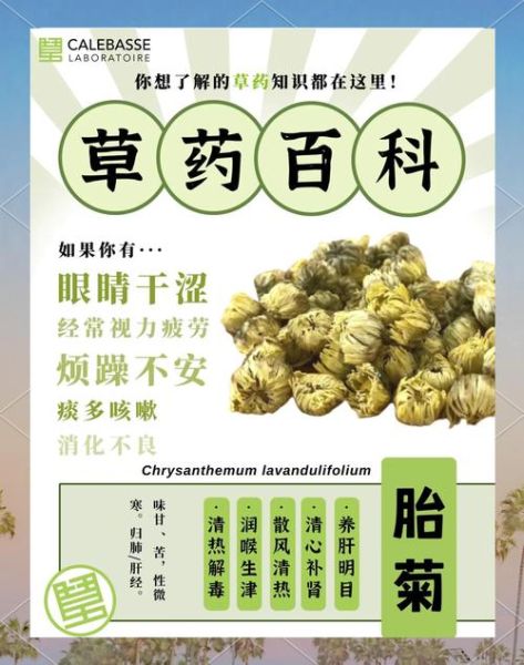 胎菊的功效与作用_胎菊怎么喝才不上火-第3张图片-山城妙识