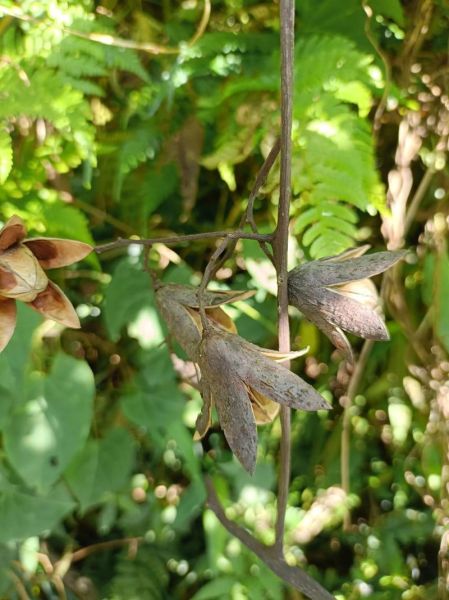 香椿子泡水可以降血糖吗_香椿子降血糖是真的吗-第3张图片-山城妙识 香椿子泡水可以降血糖吗_香椿子降血糖是真的吗-第3张图片-山城妙识