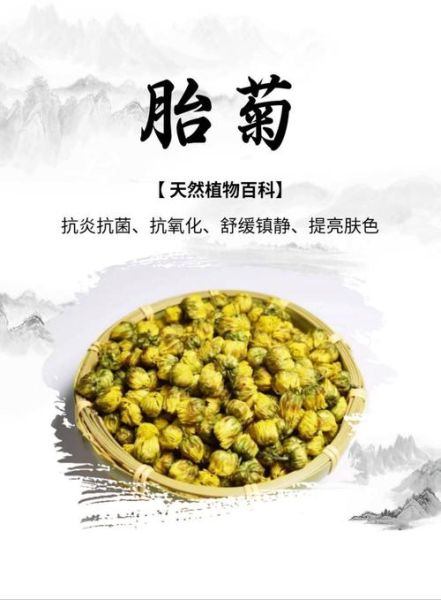 胎菊的功效与作用_胎菊怎么喝才不上火-第2张图片-山城妙识