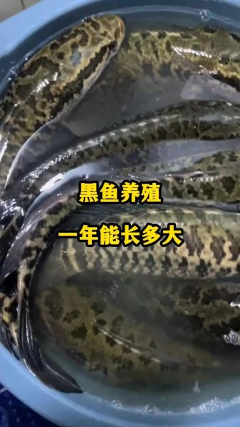 黑鱼养殖视频_黑鱼养殖技术视频教程-第1张图片-山城妙识