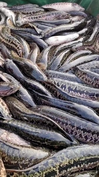 黑鱼养殖视频_黑鱼养殖技术视频教程-第2张图片-山城妙识